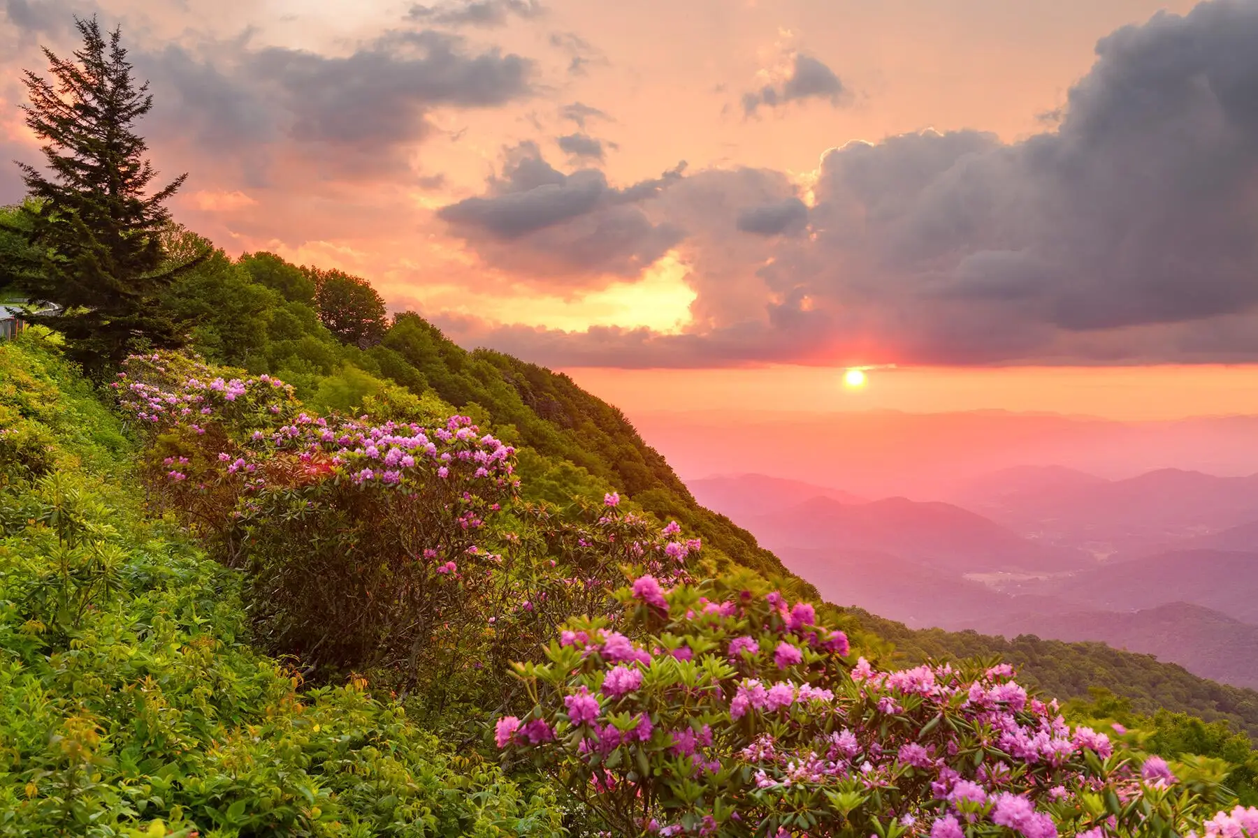 Follow This Route to See Spring Wildflowers in Bloom - Spacious Skies ...